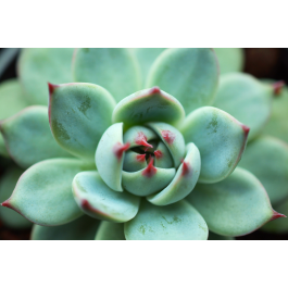 Echeveria Chihuahuaensis/Chihuahuensis Succulent Plant 90mm Single Cutting